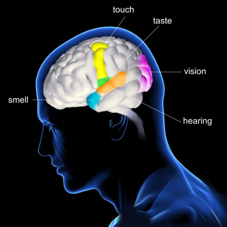 What is a Sensory System?